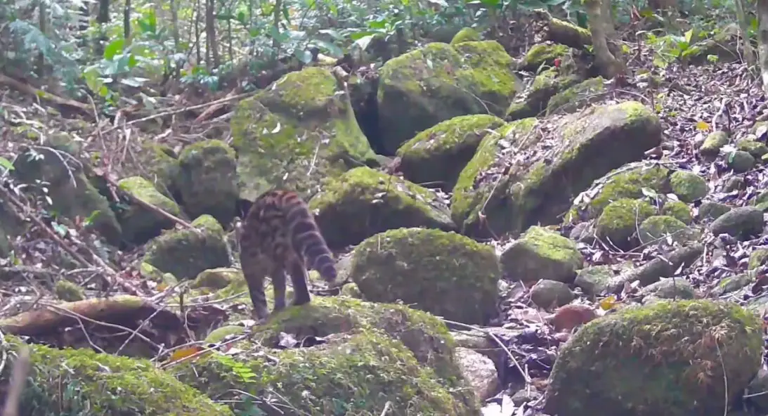 RJ: Animal selvagem raro e em extinção é flagrado e tem comportamento ...