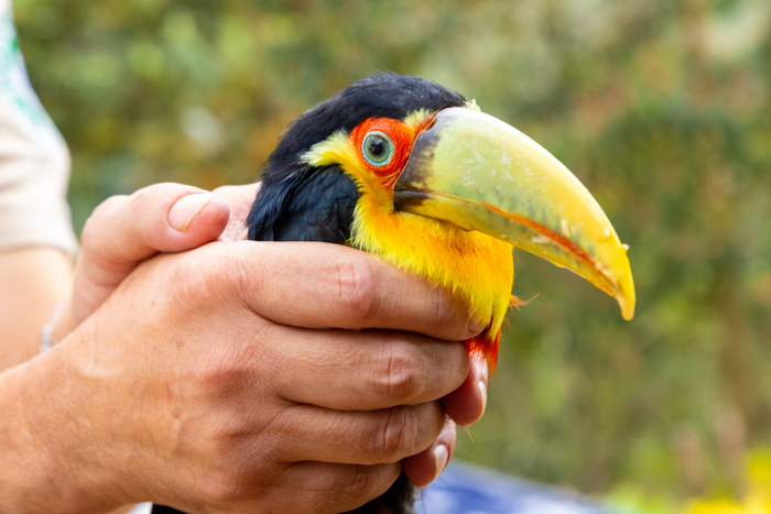 Inea promove soltura de tucano-de-bico-verde na Região Serrana Fluminense - EcoSerrano