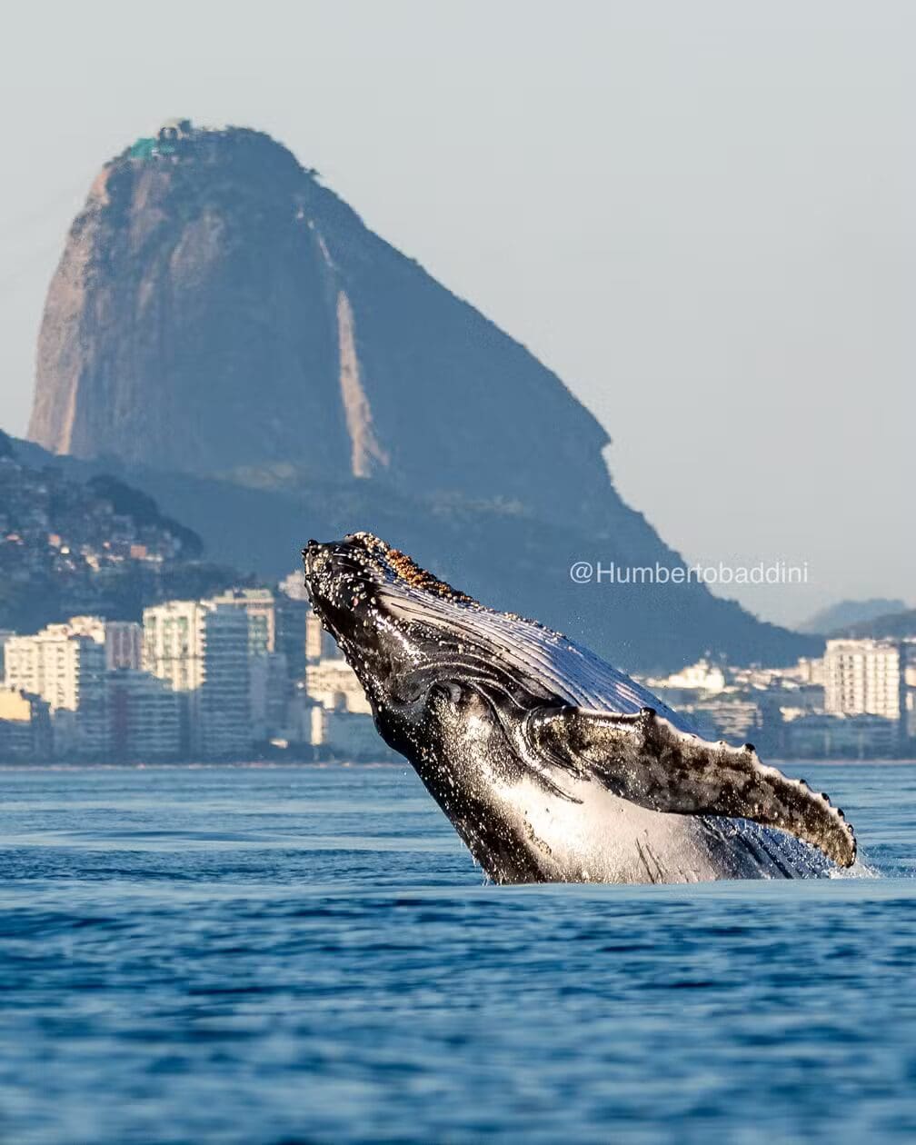 Animais espetaculares dão show no litoral do Rio de Janeiro - EcoSerrano