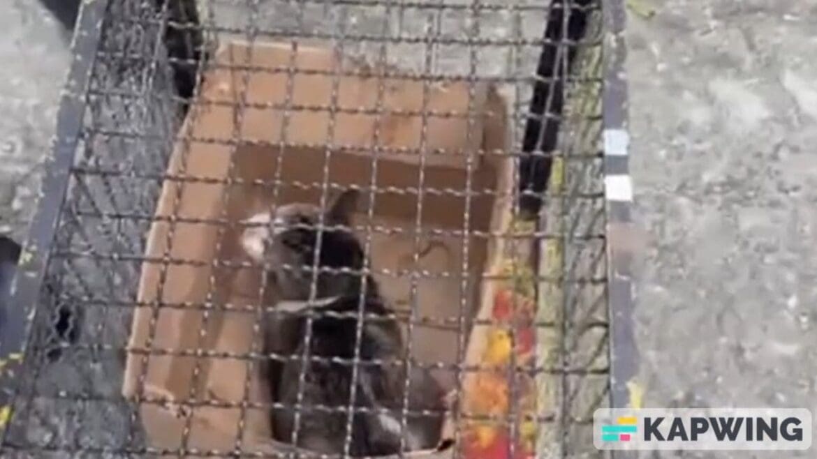 NOVA DENÚNCIA: Protetora animal relata suposta omissão da SEBEA à ...