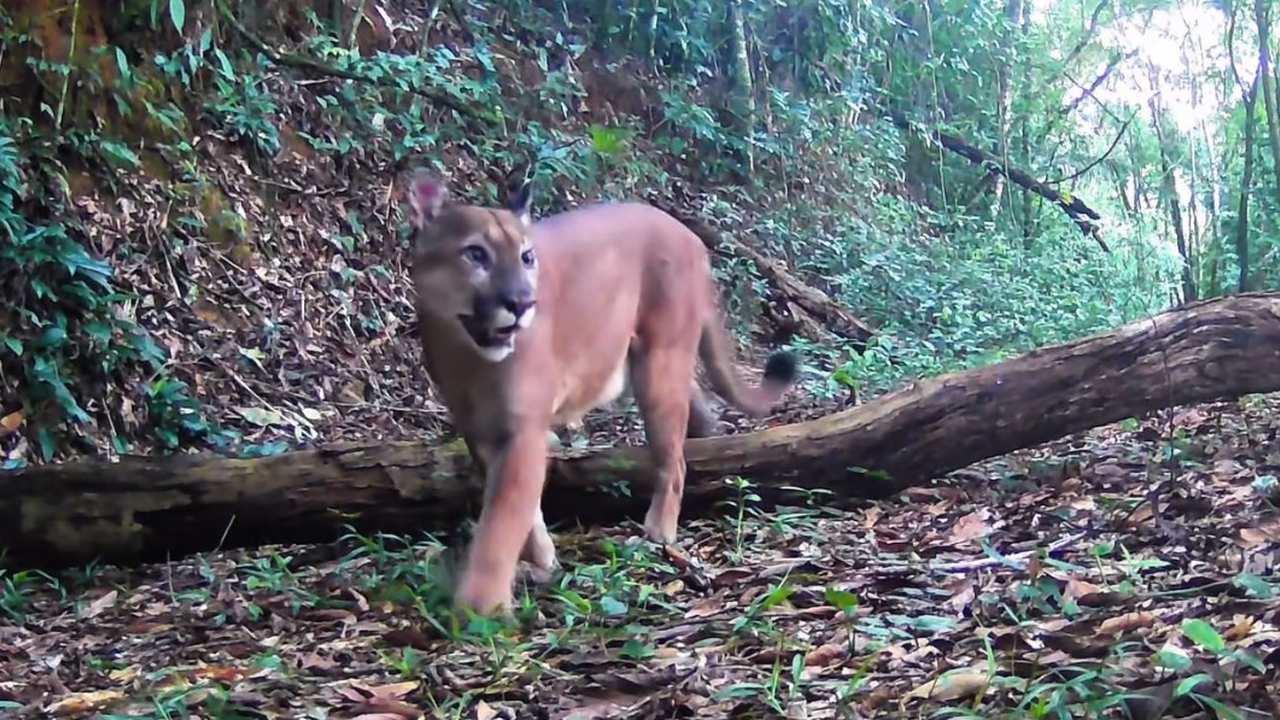 Puma é avistado em mata do Rio de Janeiro e registro impressiona ...
