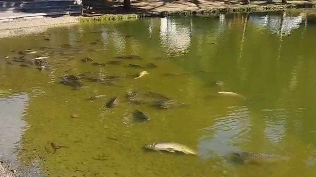 MISTÉRIO NO RJ: Dezenas de peixes aparecem mortos em famoso lago no interior do Rio - EcoSerrano